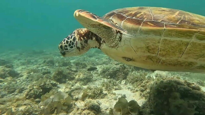 Mantayupan Falls & Moalboal: Snorkeling & Sardine Run Tour - The Sum Up