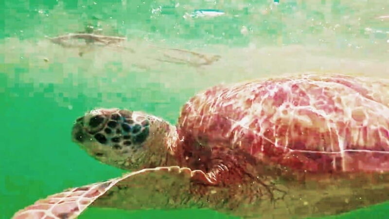 Mantayupan Falls & Moalboal: Snorkeling & Sardine Run Tour - FAQ