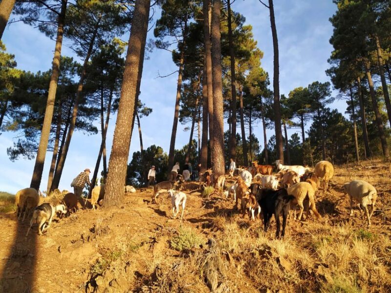 Manteigas: Serra da Estrela Shepherd Path Hike with Shepherd - How Valuable Is It?