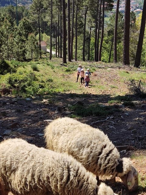 Manteigas: Serra da Estrela Shepherd Path Hike with Shepherd - Who Will Love This?