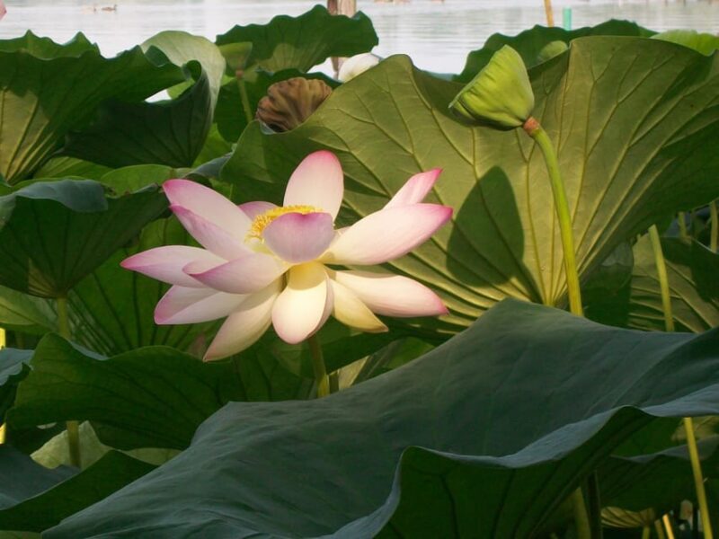 Mantua: Lake Superior among the Lotus flowers - The Experience of the Lotus Bloom