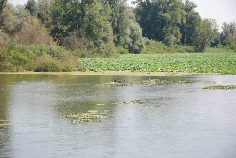 Mantua Lakes and Vallazza Oasis: a timeless boat trip - The Itinerary and What It Means for You