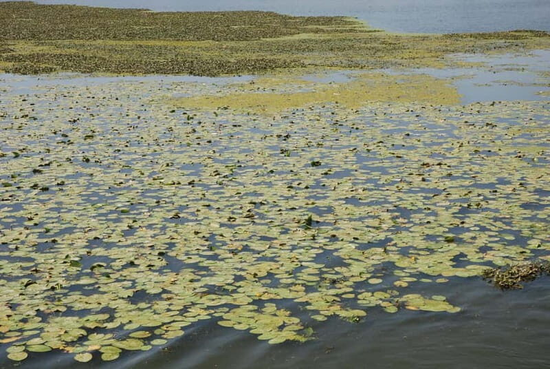 Mantua Lakes and Vallazza Oasis: a timeless boat trip - What Other Travelers Say