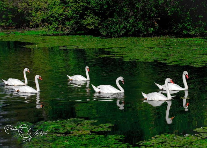 Mantua: Panoramic Cruise with Guide, Natural Oasis and Water Elevator - FAQs