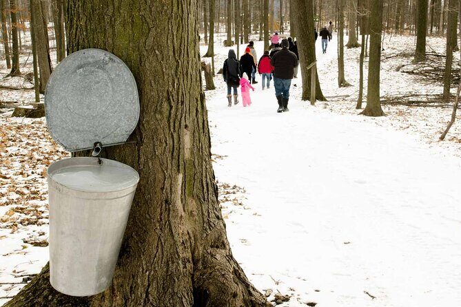 Maple Syrup Tour on the Sugar Bush Trek - Key Points
