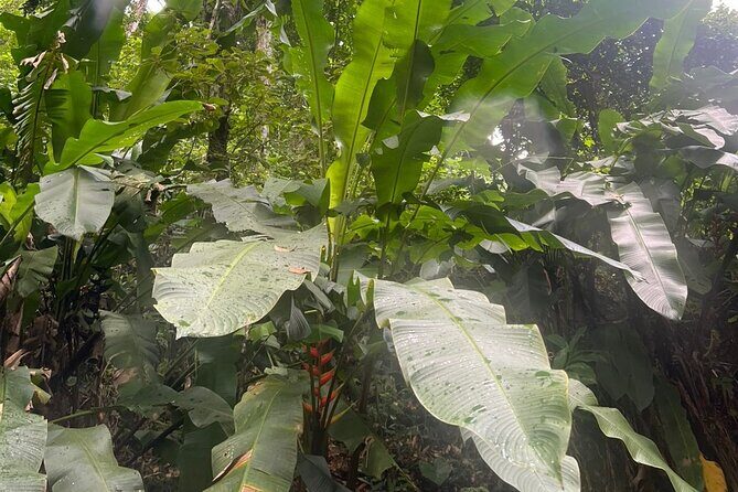 Maracas Waterfall - Who Is This Tour Best For?