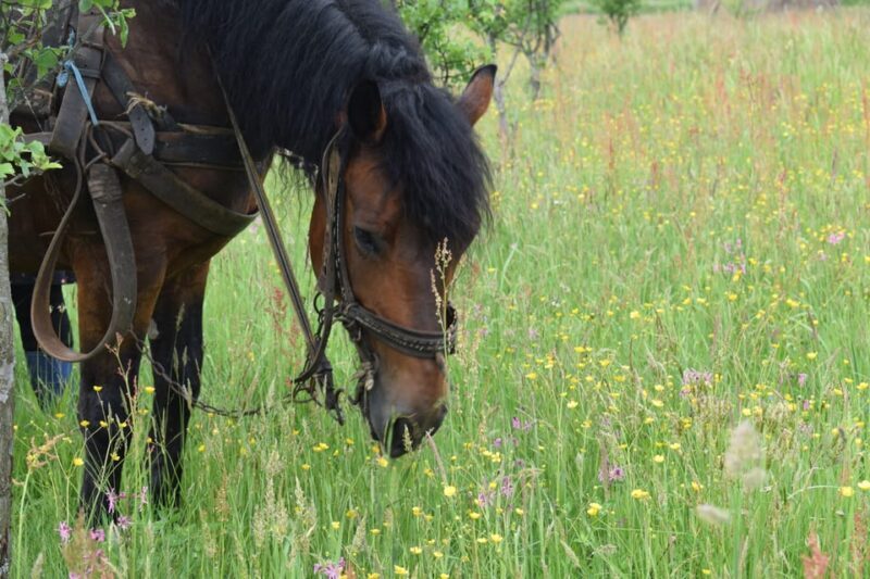 Maramures day tour (from Cluj) - Authenticity and Local Flavor