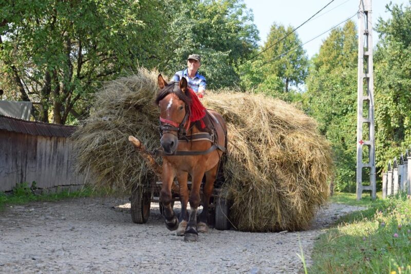 Maramures day tour (from Cluj) - The Sum Up: Who This Tour Is Best For