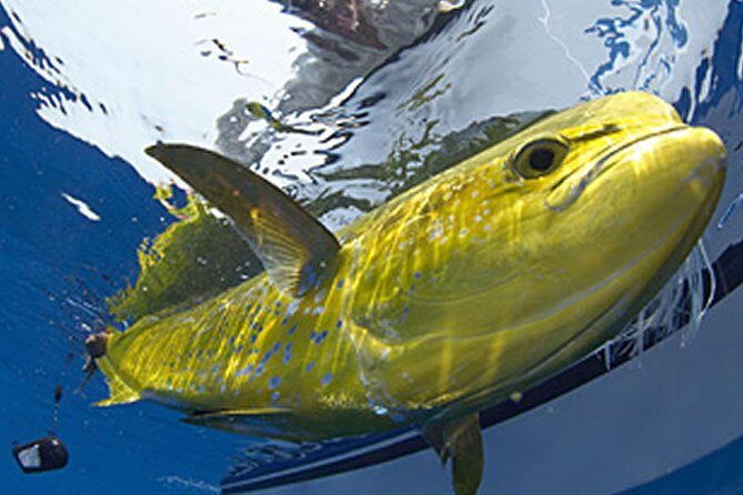 Marathon Offshore Fishing Charter - Deep Dive into the Experience