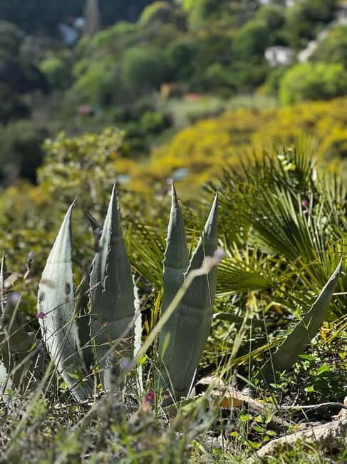 Marbella Paella Cooking Show in a Private Finca with Lunch - Frequently Asked Questions