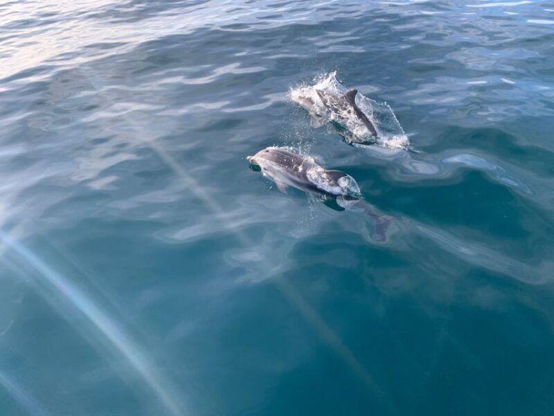 Marbella: Sailing & Dolphin Watching with Snacks and Drinks - Inclusions and Comfort