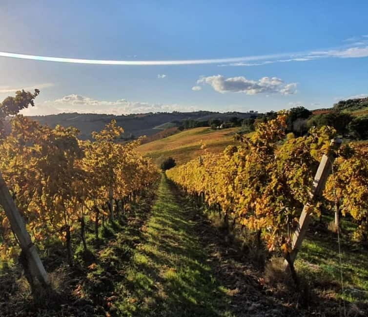 Marche Wines: Explore the Richness of Local Flavors - Practical Details