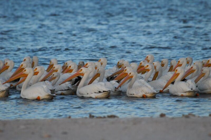 Marco Island: 10,000 Islands Shelling Boat Tour - The Sum Up