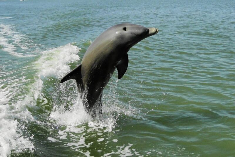 Marco Island: 10,000 Islands Shelling Boat Tour - FAQ