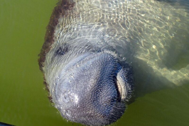Marco Island: 2-Hour Dolphin, Birding, and Shelling Tour - Final Thoughts: Is It Worth It?
