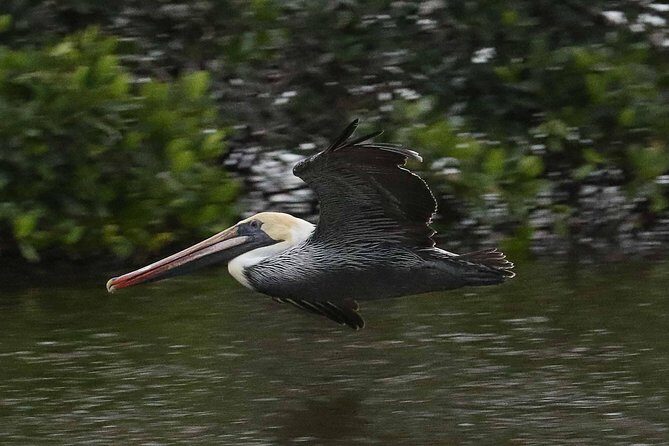 Marco Island: 2-Hour Dolphin, Birding, and Shelling Tour - Introduction: What You Can Expect