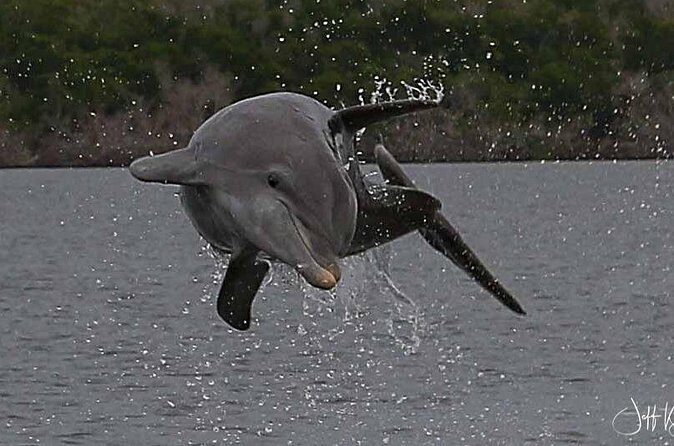 Marco Island: 2-Hour Dolphin, Birding, and Shelling Tour - Who Should Consider This Tour?