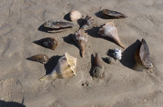 Marco Island: 2-Hour Dolphin, Birding, and Shelling Tour - FAQ