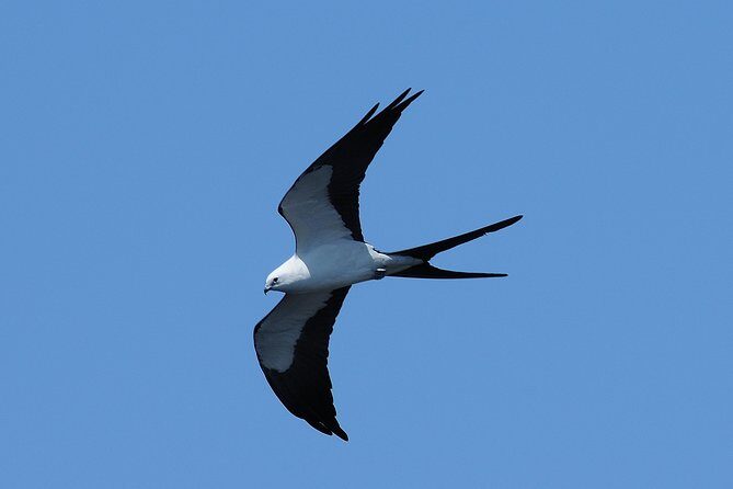 Marco Island 2 hour Dolphin, Birding and Shelling tour - Frequently Asked Questions
