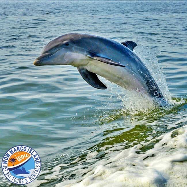 Marco Island: Dolphin Jet Ski Tour - Practical Details and Considerations