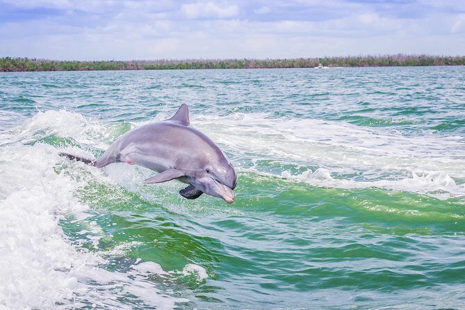 Marco Island Dolphin Sightseeing Tour - Key Points