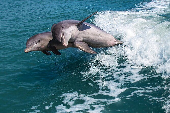 Marco Island Dolphin Watching & Tubing Adventure - Key Points