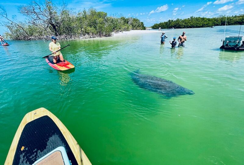 Marco Island: Guided Manatee-Watching Kayaking or SUP Tour - Key Points