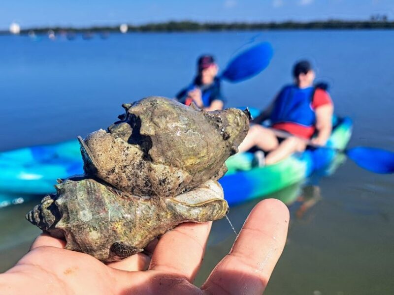 Marco Island: Kayak Mangrove Ecotour in Rookery Bay Reserve - An In-Depth Look at the Kayaking Ecotour