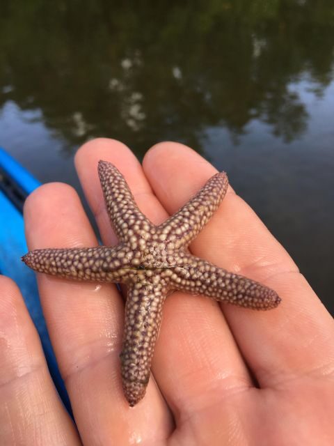Marco Island: Mangrove Maze Kayak Tour (2hrs) - Exploring the Experience: What You Can Expect from the Tour