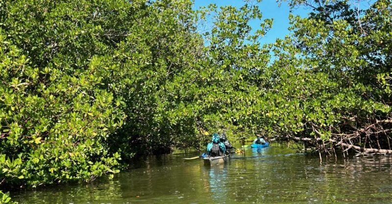 Marco Island: Mangrove Maze Kayak Tour (2hrs) - A Closer Look at the Itinerary and Flow