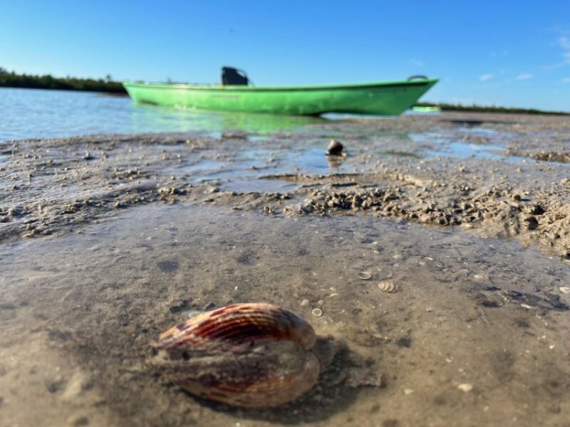 Marco Island: Mangrove Maze Kayak Tour (2hrs) - Perfect For...