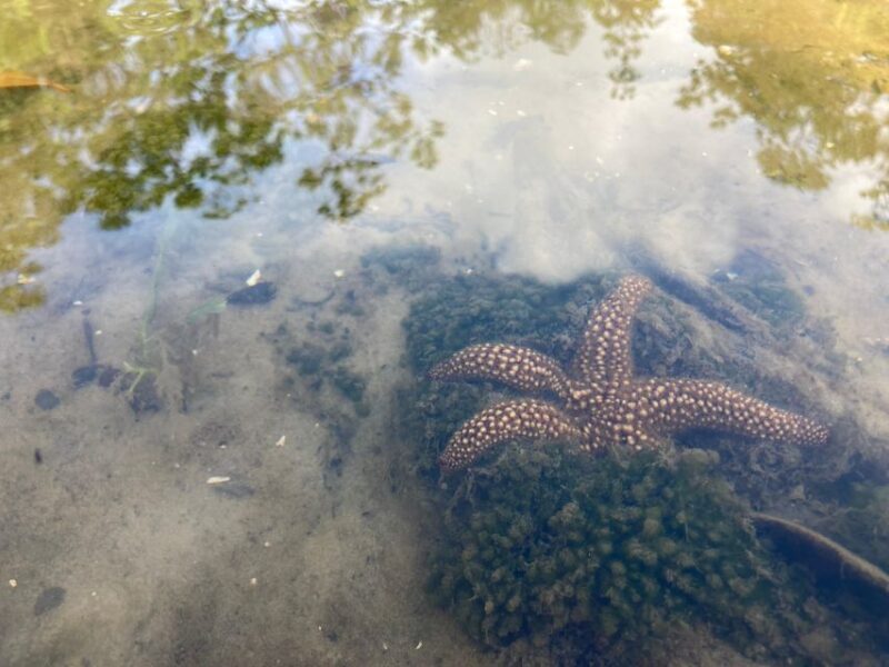 Marco Island: Mangrove Maze Kayak Tour (2hrs) - FAQ