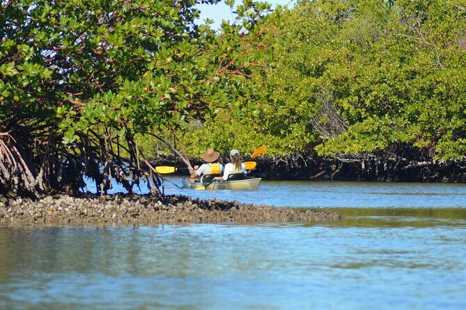 Marco Island Mangrove Tunnel and Maze Adventure Small group size - Practical Tips for Your Kayaking Adventure