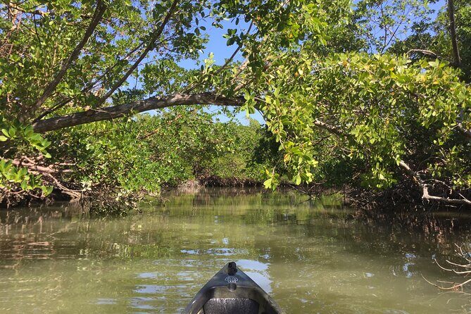 Marco Island Mangrove Tunnel and Maze Adventure Small group size - Who Should Consider This Tour?