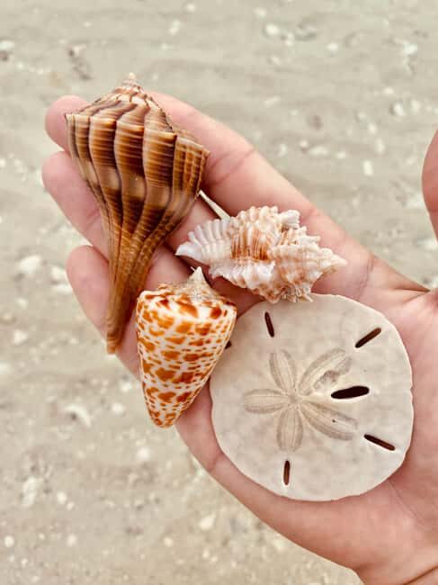 Marco Island: Private Shelling & Dolphin Excursion - An Authentic Look at the Private Shelling & Dolphin Excursion
