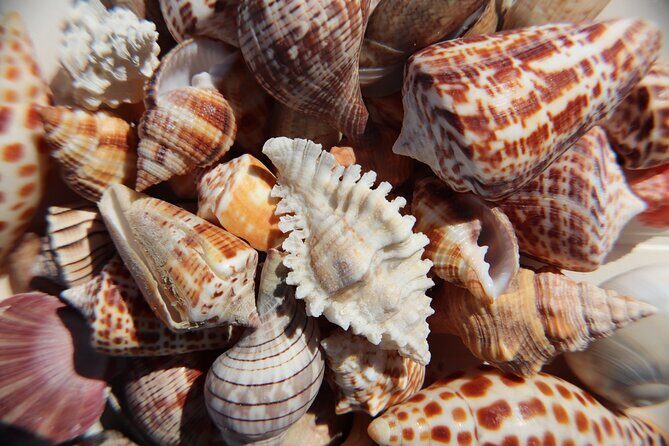 Marco Island Private Tubing, Dolphin Watching and Shelling Tour - FAQ