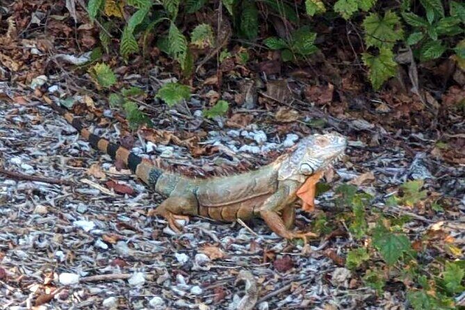 Marco Island Safari Truck Tour - A Practical and Authentic Look at the Safari Truck Experience
