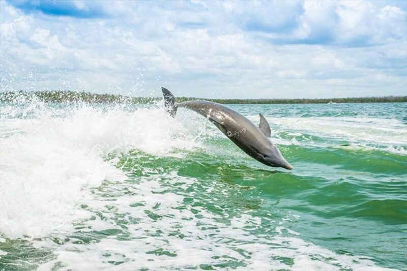 Marco Island: Shelling and Sightseeing Boat Cruise - Final Wrap-up