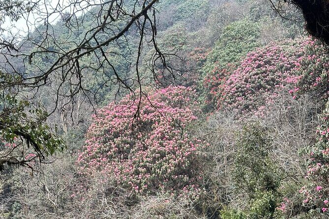 Mardi Himal Trek - 12 Days - Practical Details and Travel Tips