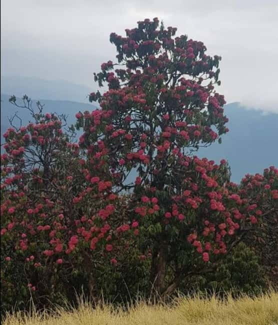 Mardi Himal Trek: Volunteering Tour - An In-Depth Look at the Mardi Himal Trek Volunteering Tour