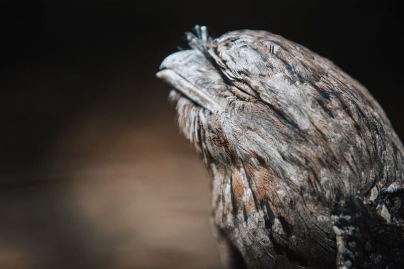 Margaret River: Birds of Prey Encounter and Forest Walk - Key Points