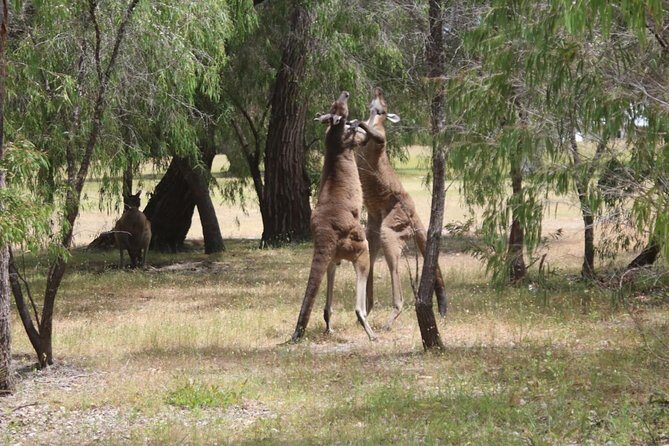 Margaret River Coastal and Wildlife Eco Trip from Busselton or Dunsborough - In-Depth Look at the Experience