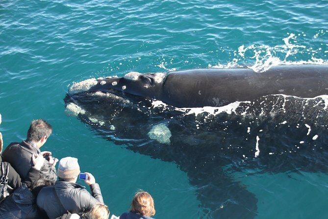 Margaret River Wine and Sights Discovery Tour from Busselton or Dunsborough - Analyzing the Value and Practicalities