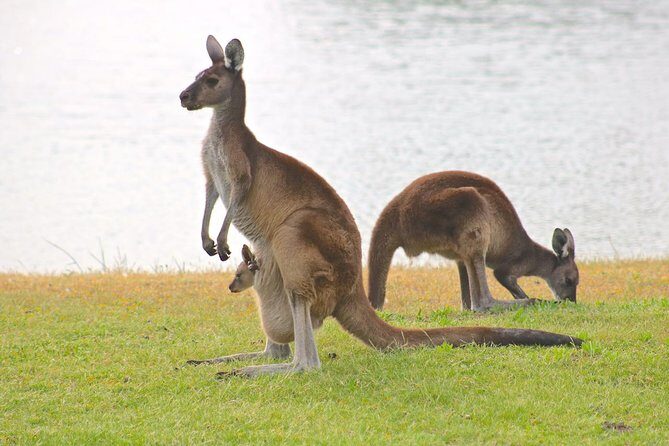 Margaret River Wine and Sights Discovery Tour from Busselton or Dunsborough - The Sum Up