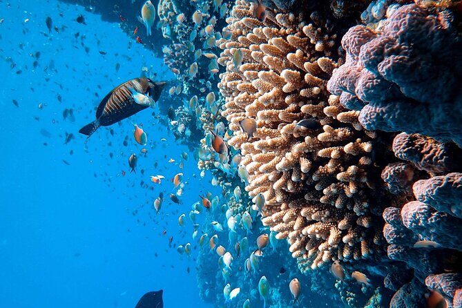 Margaritaville/Jeski Tour or Snorkeling in Montego Bay - The Experience in Context