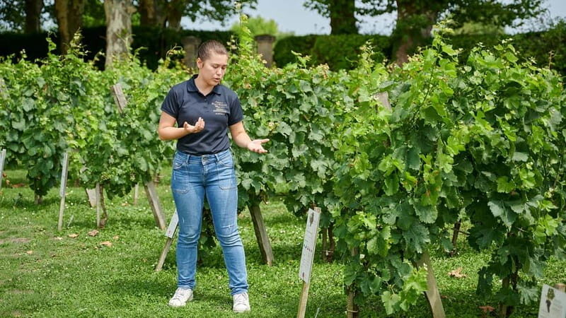 Margaux - Guided tour of the château and tasting of 4 wines - A Deep Dive into the Château Haut Breton Larigaudière Tour