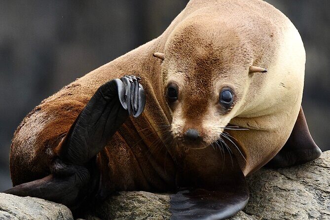 Maria Island 3 hours and 30 mins Scenic Cruise - Setting the Scene: The Cruise Experience