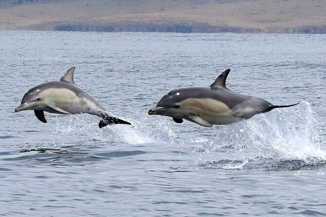 Maria Island 3 hours and 30 mins Scenic Cruise - The Value of This Experience