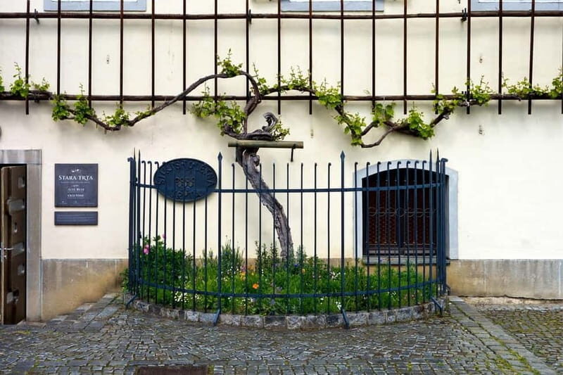 Maribor & Styria Tour with Wine Tasting - Practical Details and Cost-Value Balance