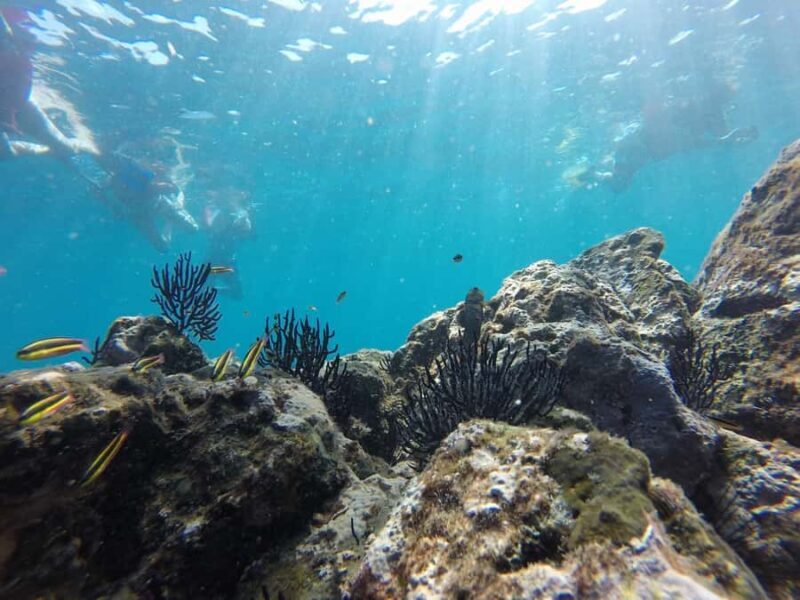 Marietas Islands Safari - An In-Depth Look at the Marietas Islands Safari